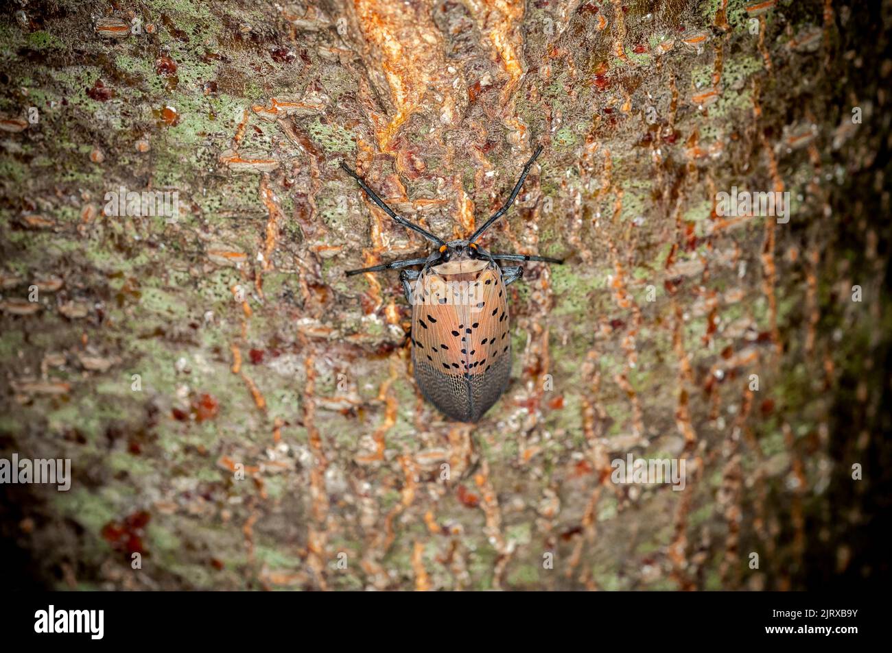 Spotted Lanternflies are seen in the Hudson Yards neighborhood in New ...