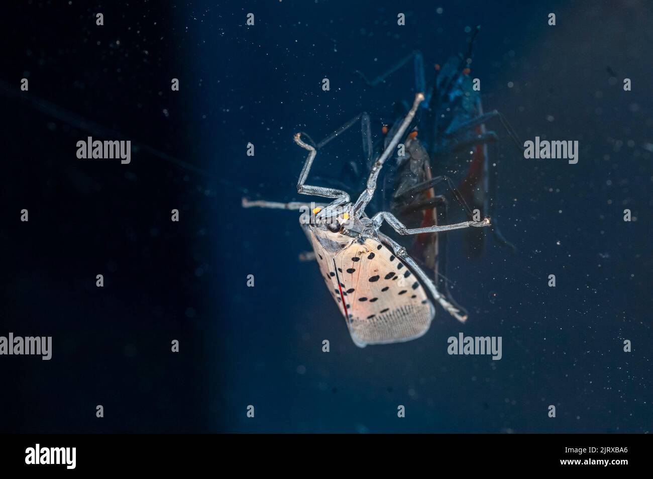 Spotted Lanternflies are seen in the Hudson Yards neighborhood in New ...