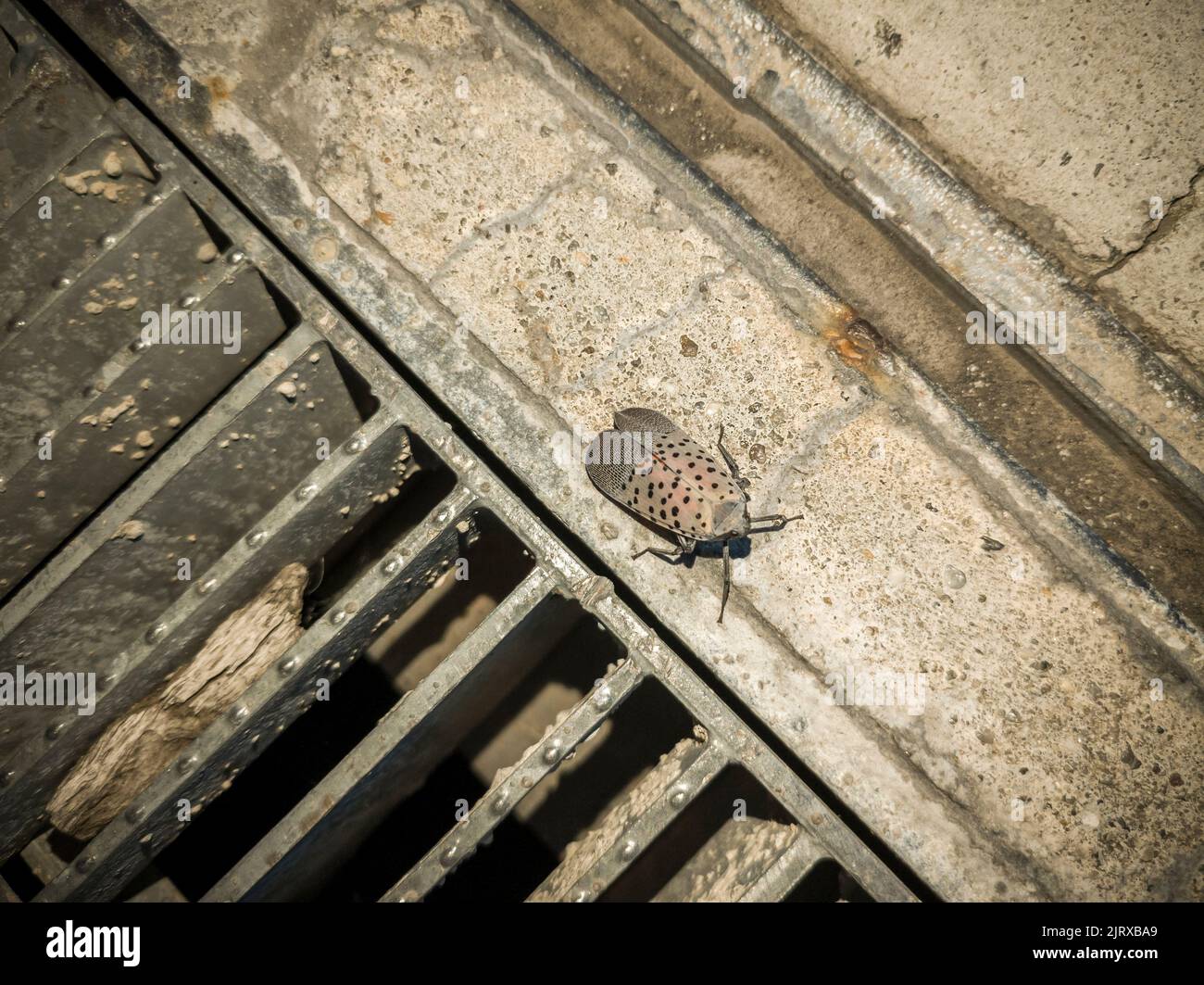Spotted Lanternflies are seen in the Hudson Yards neighborhood in New ...