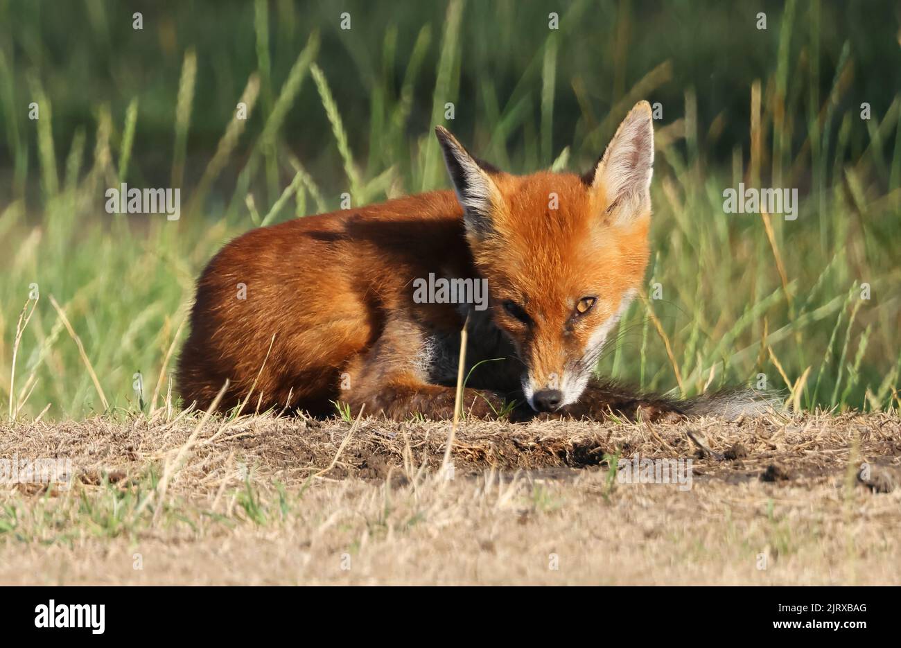 Red fox in an urban situation in Pittville Park Cheltenham Stock Photo ...
