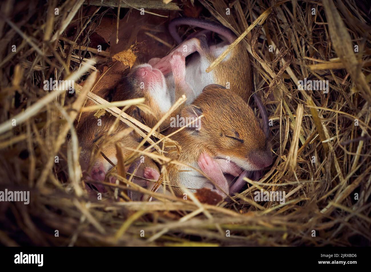 Baby mice sleeping in nest in funny position (Mus musculus Stock Photo ...