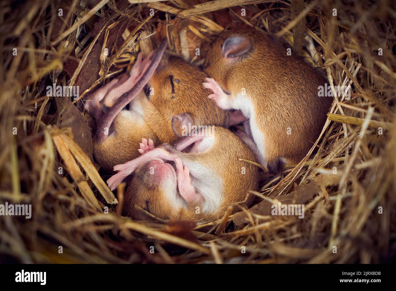 Baby mice sleeping in nest in funny position (Mus musculus Stock Photo ...