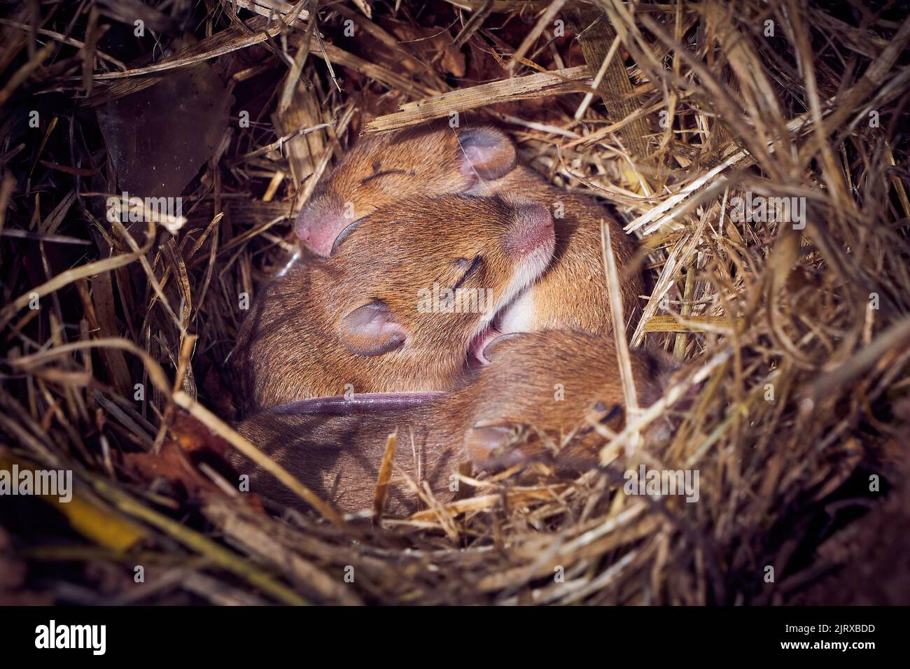 Baby mice sleeping in nest in funny position (Mus musculus Stock Photo ...