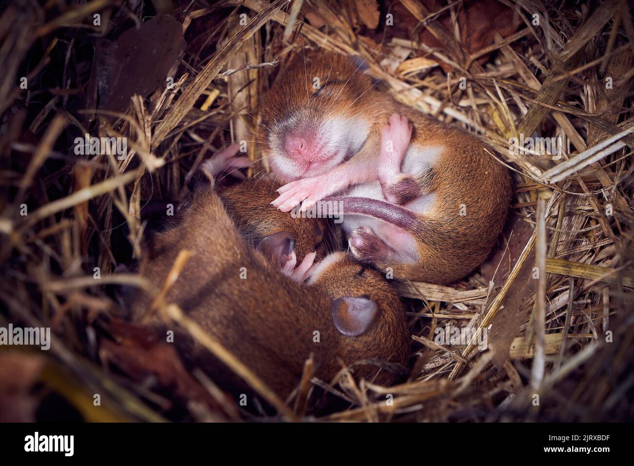 Baby mice sleeping in nest in funny position (Mus musculus Stock Photo ...