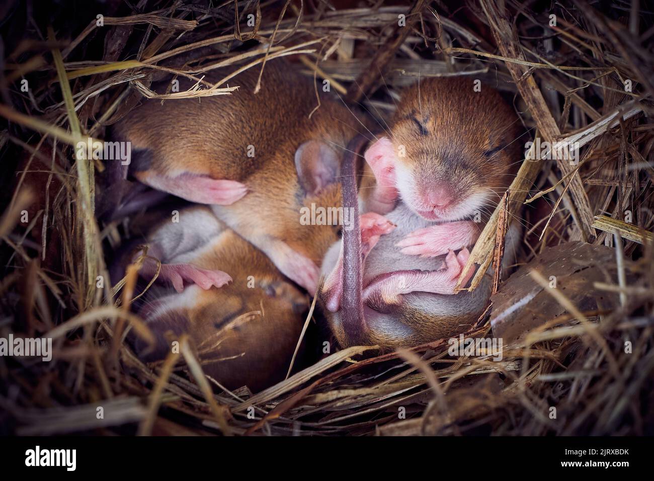 Baby mice sleeping in nest in funny position (Mus musculus Stock Photo ...