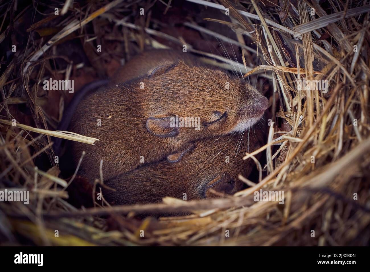 Baby mice sleeping in nest in funny position (Mus musculus Stock Photo ...