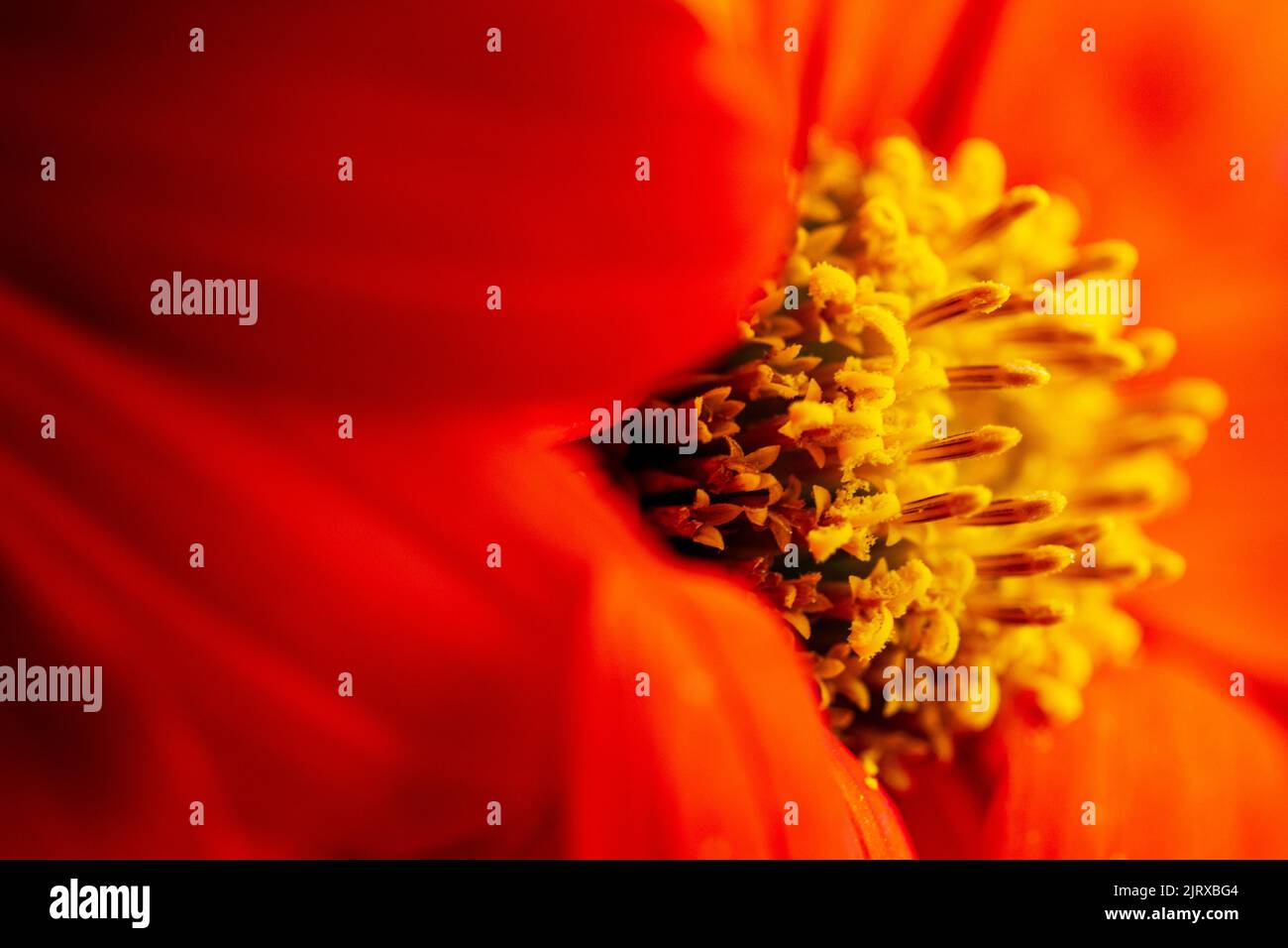 Macro photography reveals the pollen in clumps on a common zinnia ...