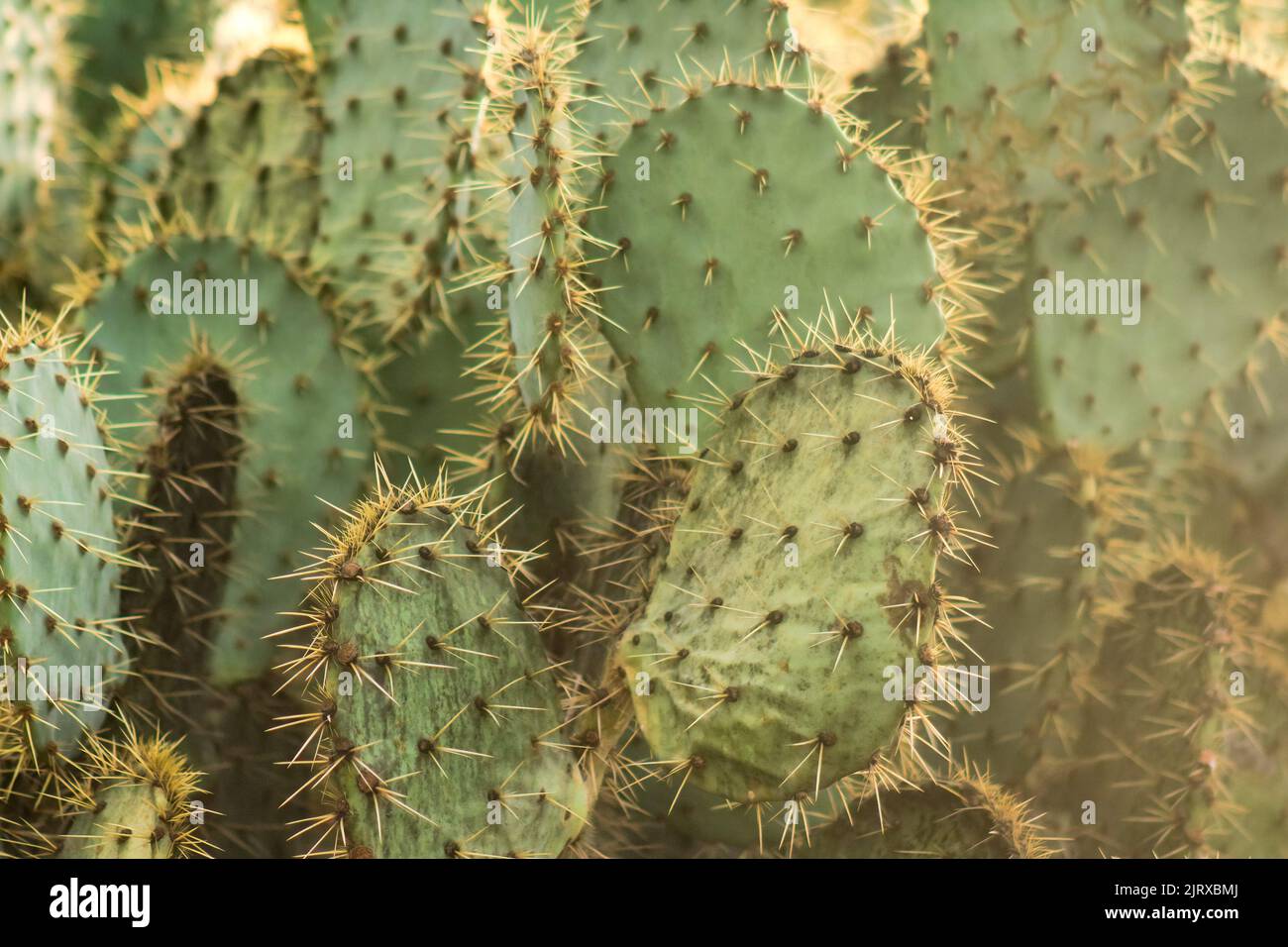 Mexico prickly cactus hi-res stock photography and images - Alamy
