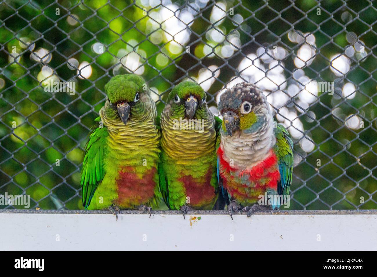 bird known as Maroon-bellied Parakeet in Brazil Stock Photo - Alamy
