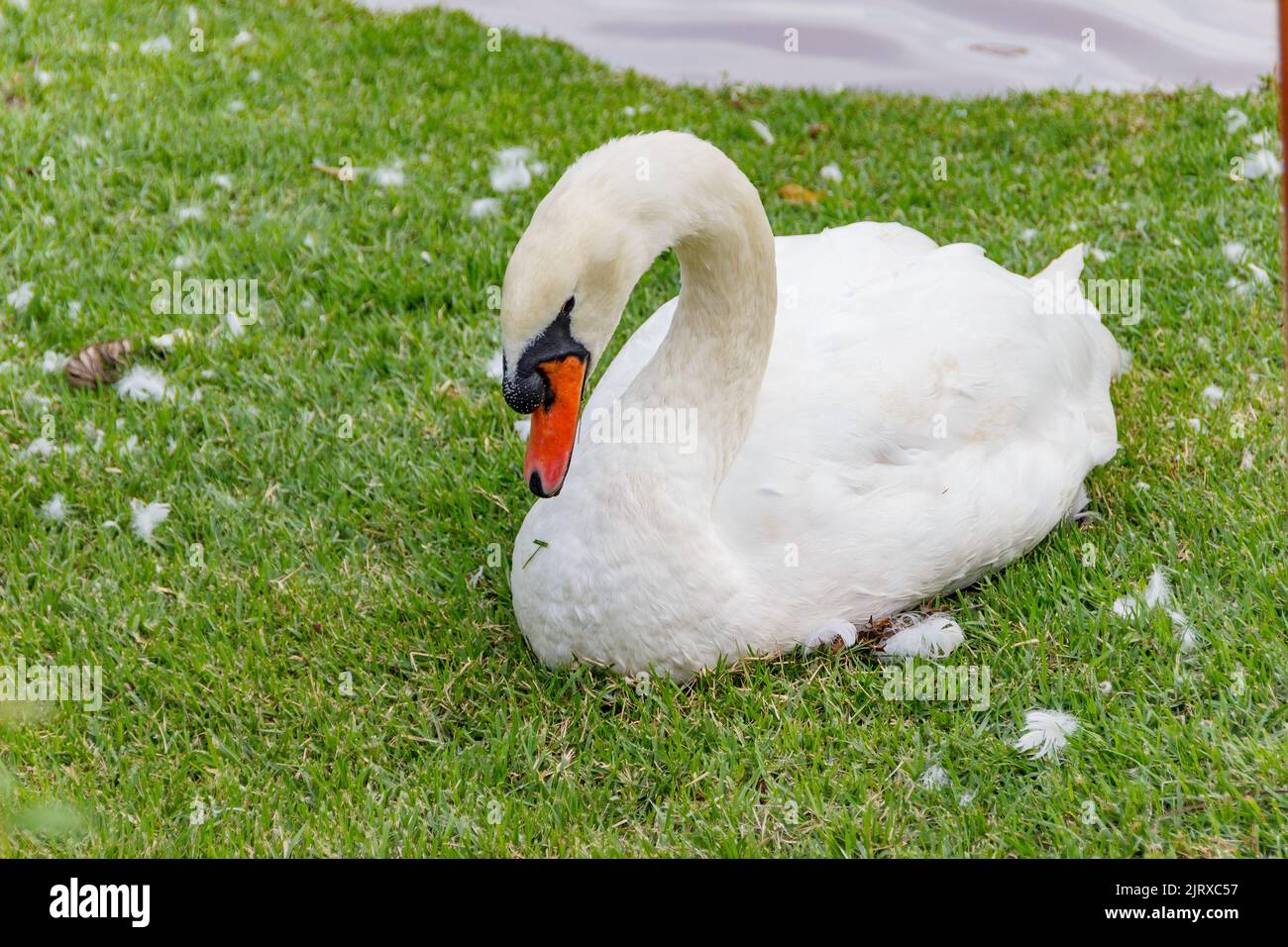 White swan lying on the green lawn in Santa Catarina Brazil Stock Photo ...