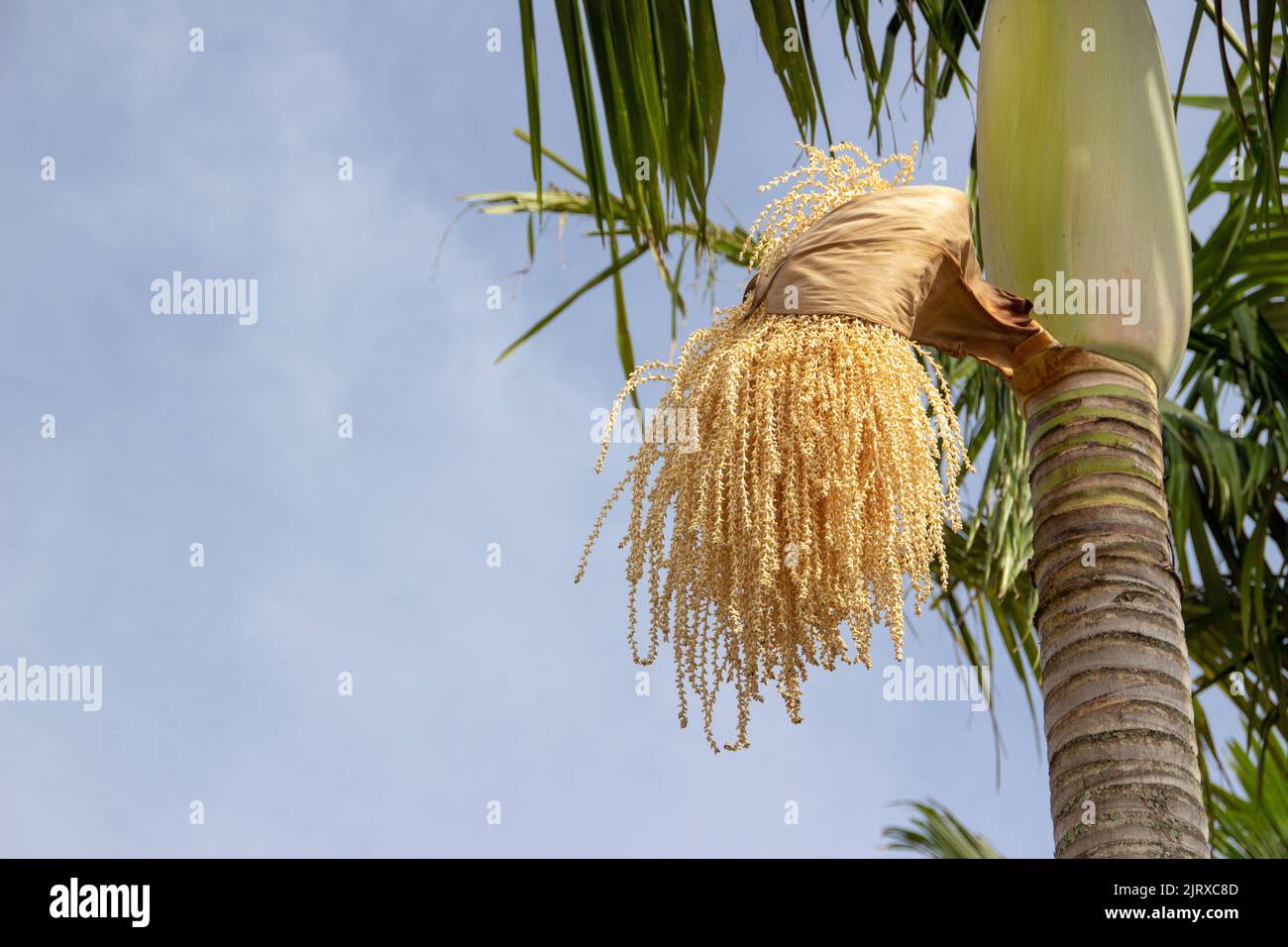 flower of the coconut tree stuck in a coconut tree with a blue ...
