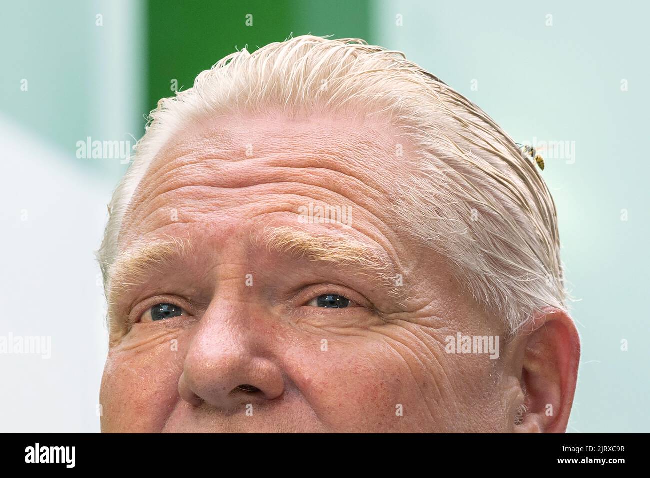 A wasp lands on Ontario Premier Doug Ford‚Äôs head as he makes a GO Transit announcement in ...