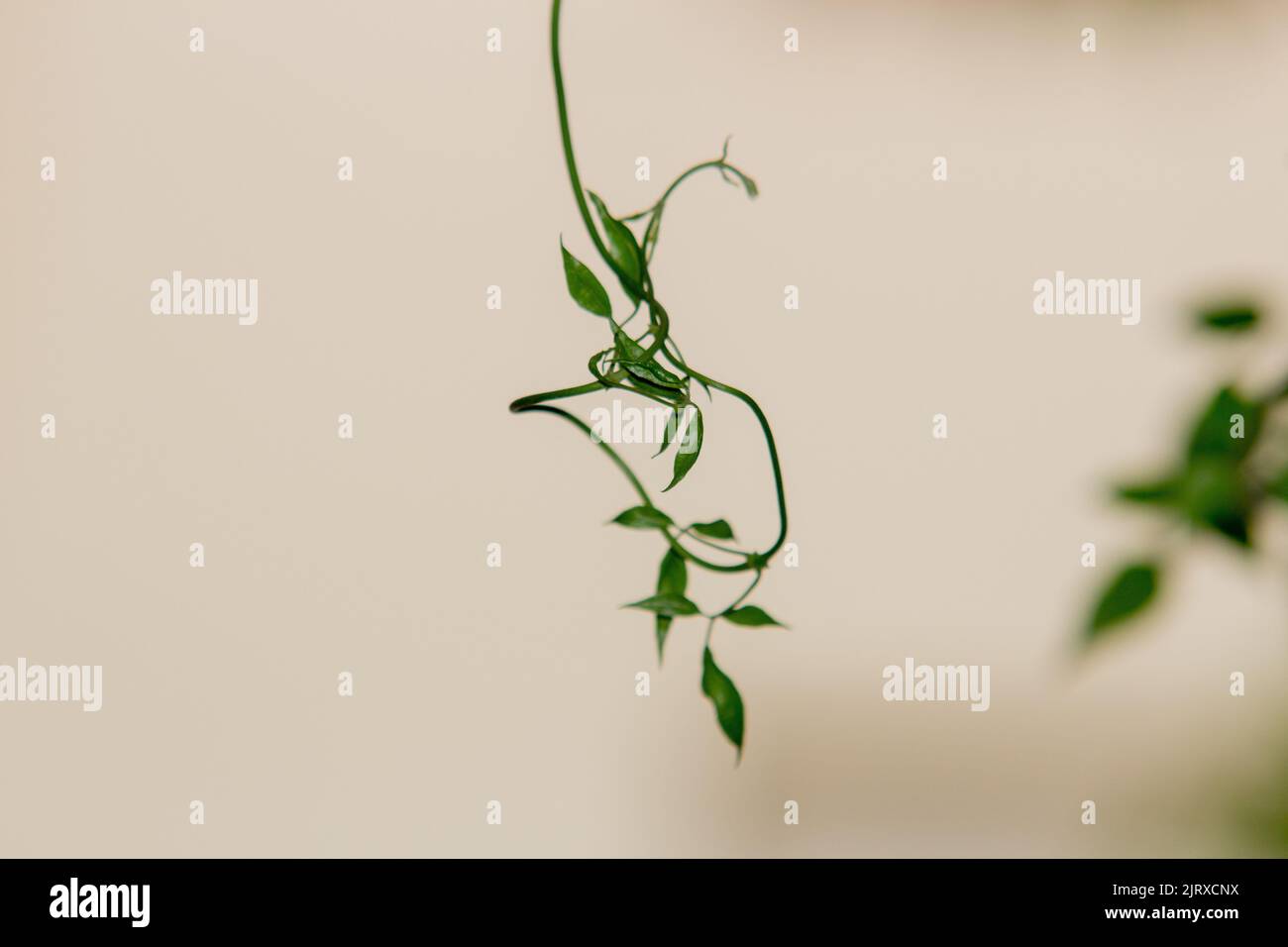 The inflorescences appear in spring and summer, are axillary and ...