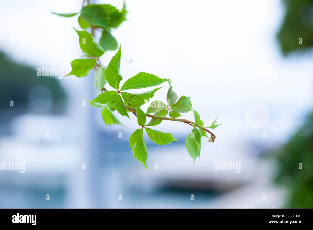 Light green leaves Stock Photo - Alamy
