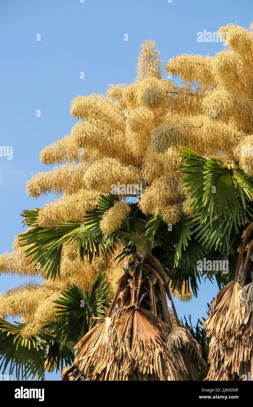 Flowering of palm Talipot (Corypha umbraculifera) at the Flamengo ...