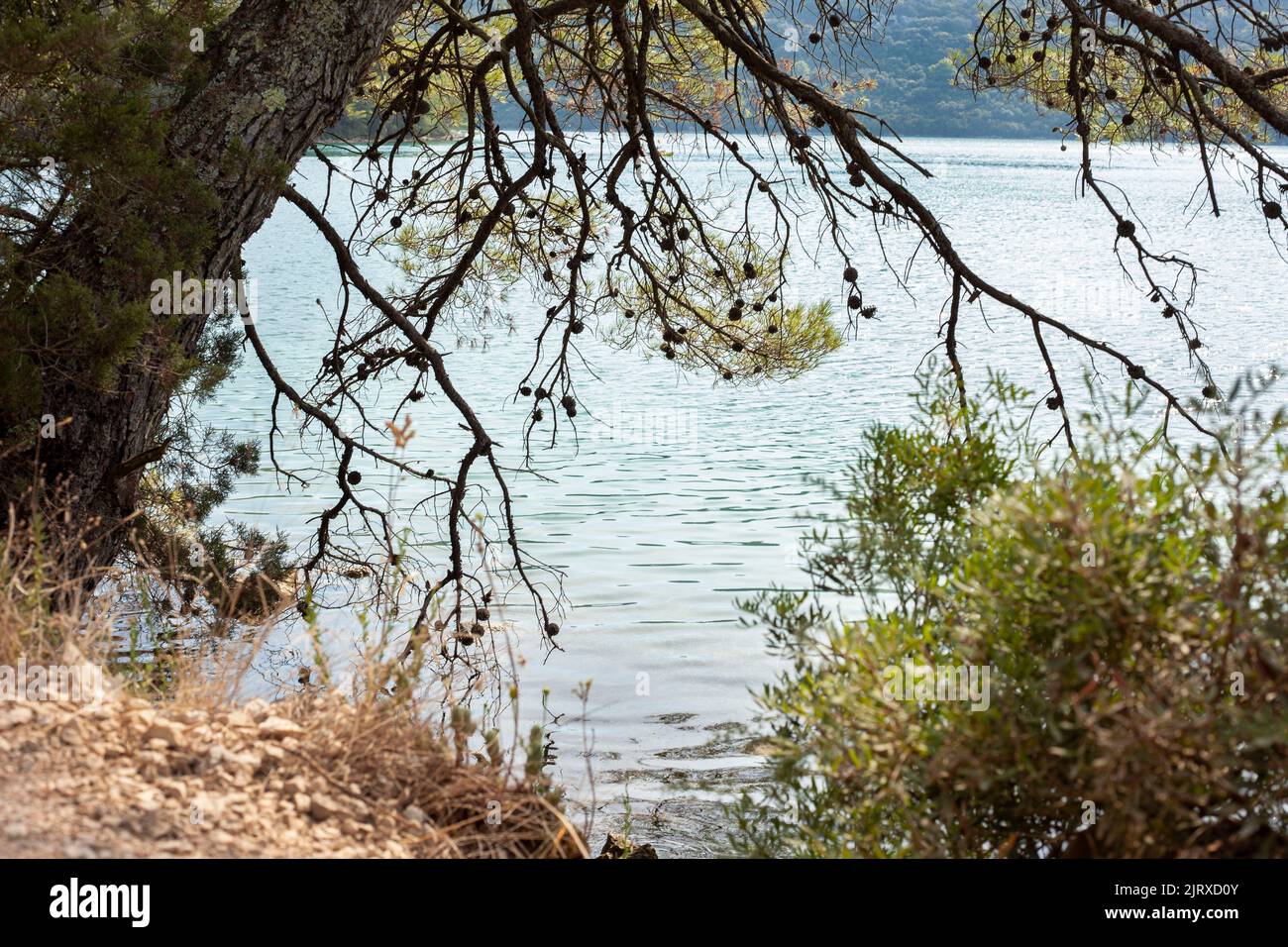 Pine tree branches hang down towards the turquoise lake Stock Photo - Alamy
