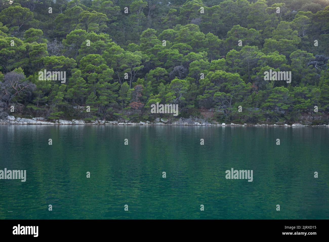Trees in Croatia Stock Photo - Alamy