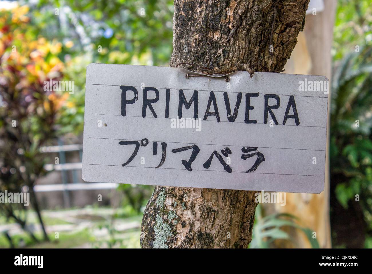 Tree with sign written Spring in Rio de Janeiro Brazil Stock Photo - Alamy