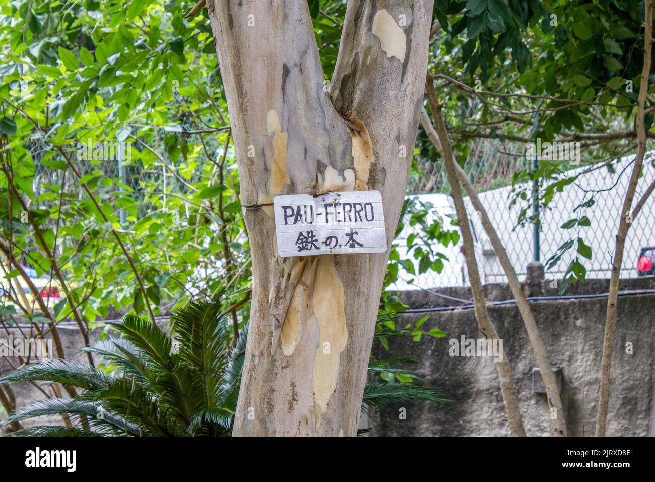 tree with sign written ironwood in Rio de Janeiro Brazil Stock Photo ...