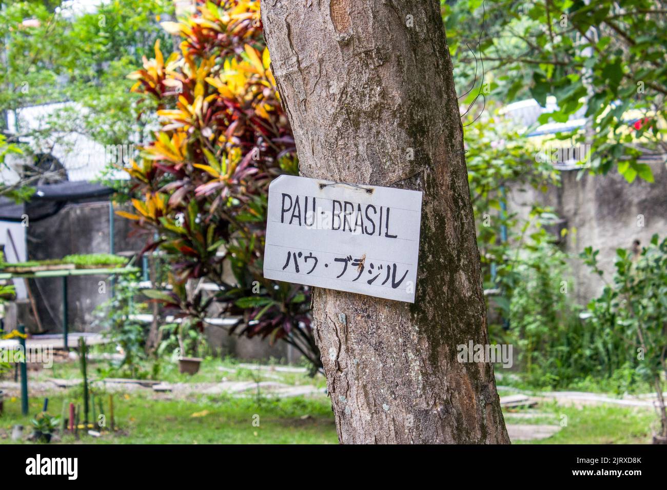 Pau brazil tree hi-res stock photography and images - Alamy