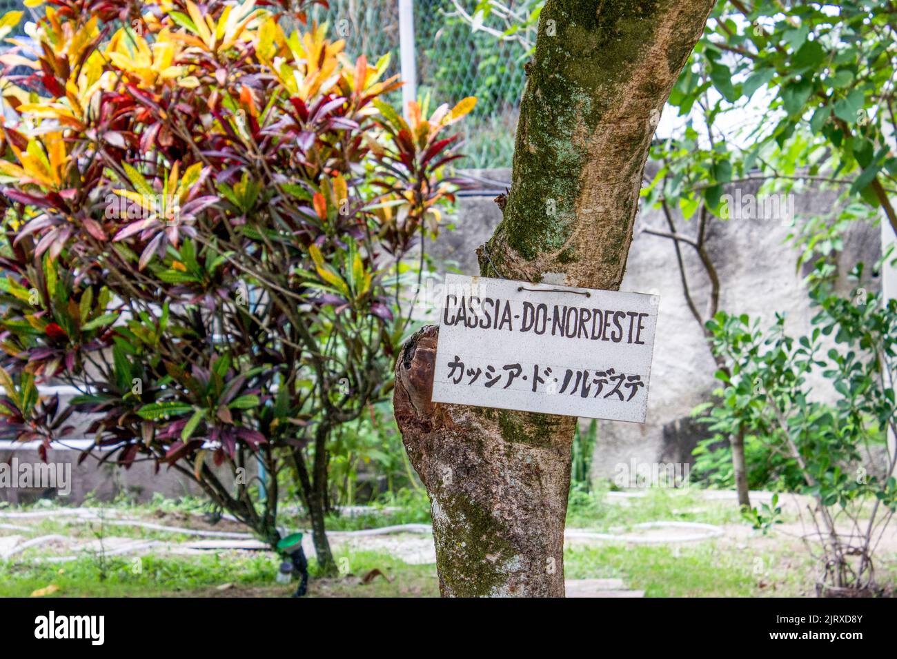 Cassia from northwest hi-res stock photography and images - Alamy