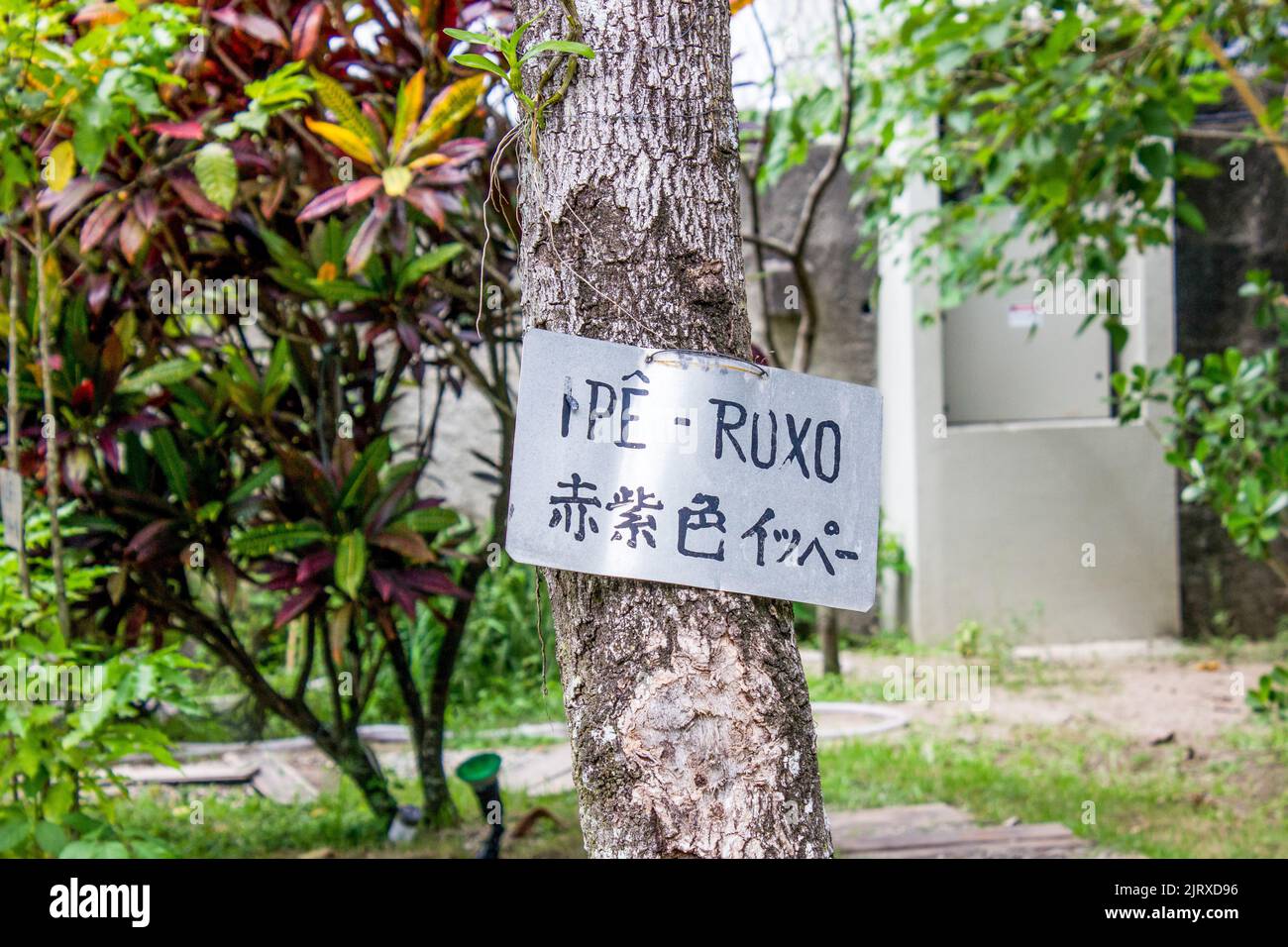 tree with sign written purple ipe in rio de janeiro brazil Stock Photo ...