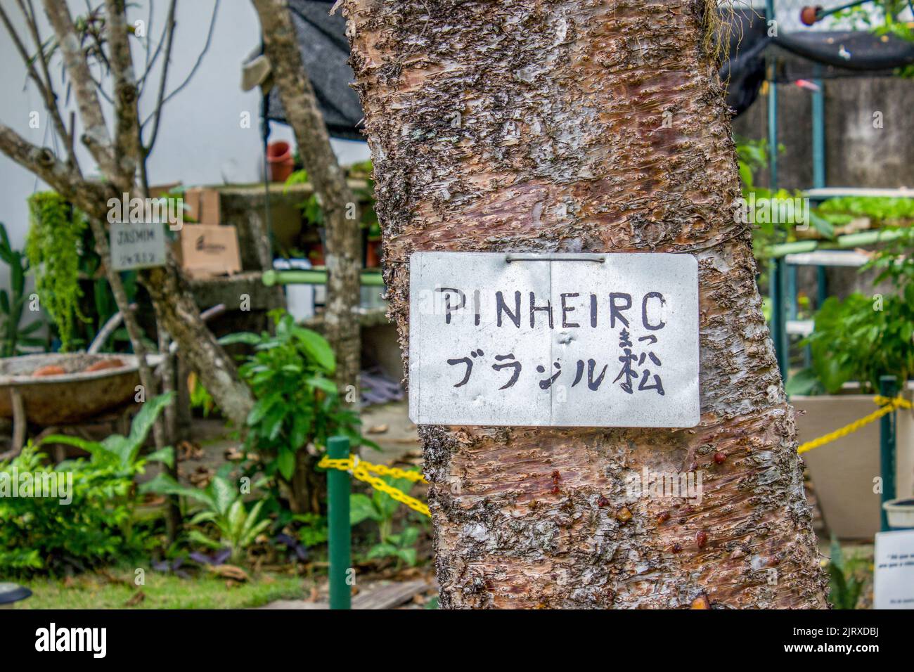 Tree with sign written pine tree in Rio de Janeiro Brazil Stock Photo ...