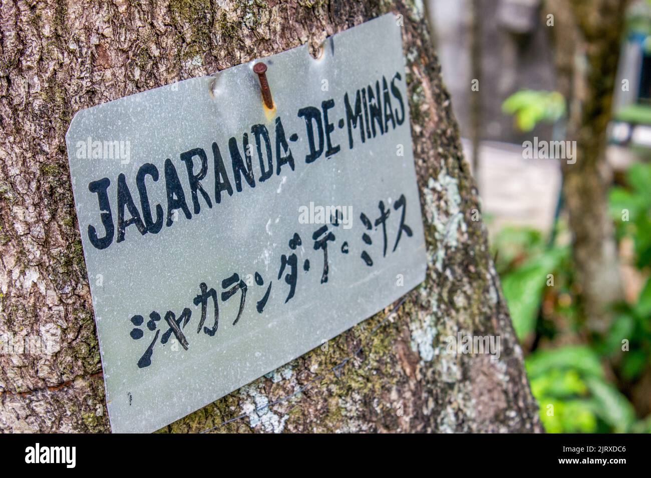 Jacaranda de minas hi-res stock photography and images - Alamy