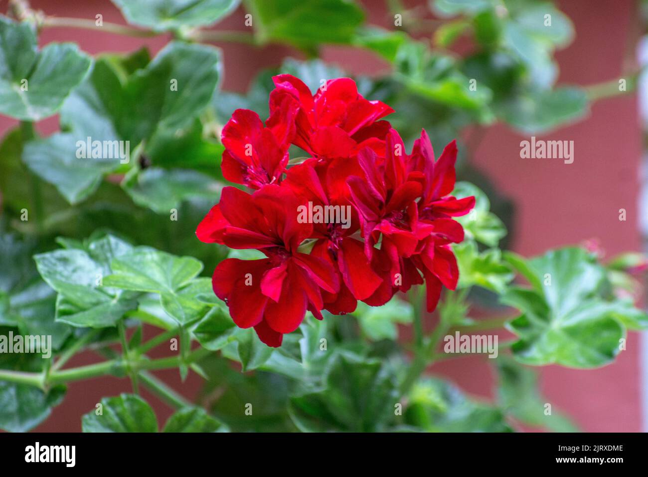 Red genius plant with green leaves in a garden in Rio de Janeiro Brazil ...