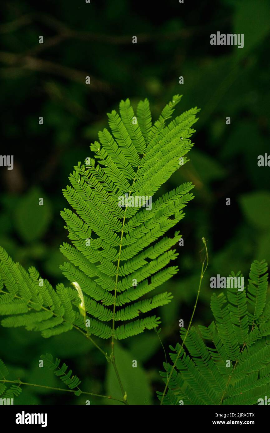 A vertical shot of a Polypodies leaves in a gloomy, dark forest Stock ...