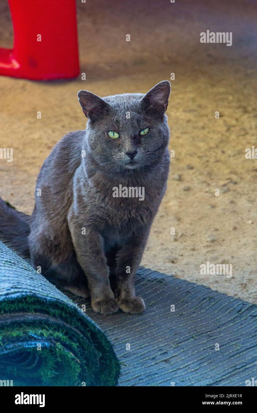 Chartreux cat with green eyes sitting on a rug on the floor in Rio de ...