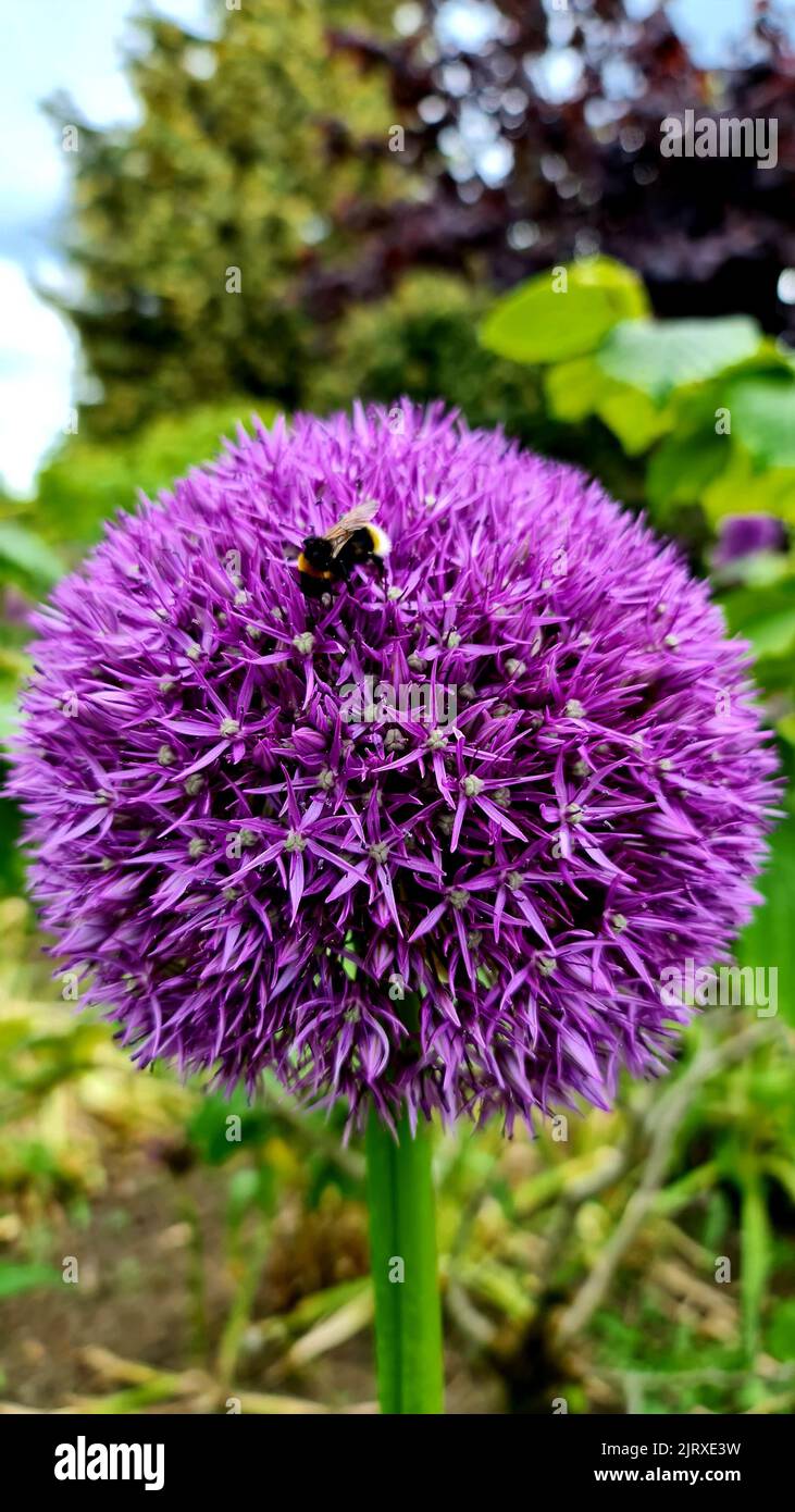 A bee on a Giant Allium flower Stock Photo - Alamy