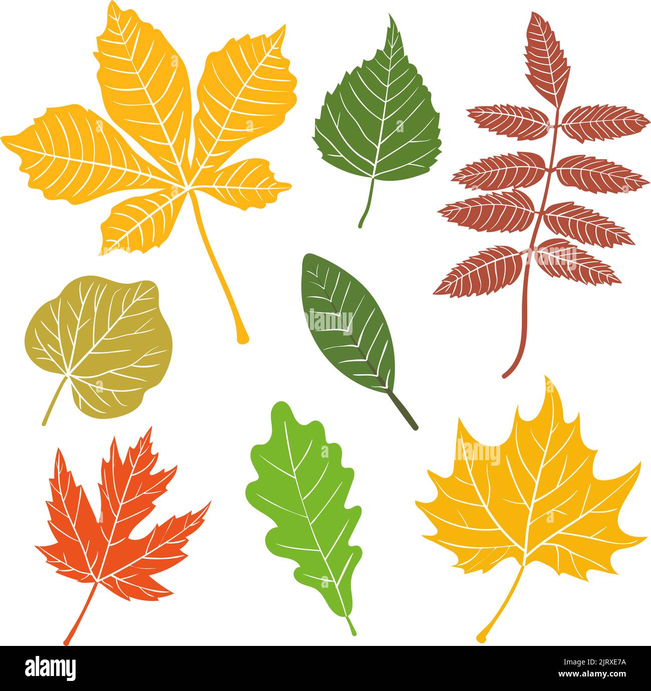 Set of realistic autumn leaves vector maple hi-res stock photography ...