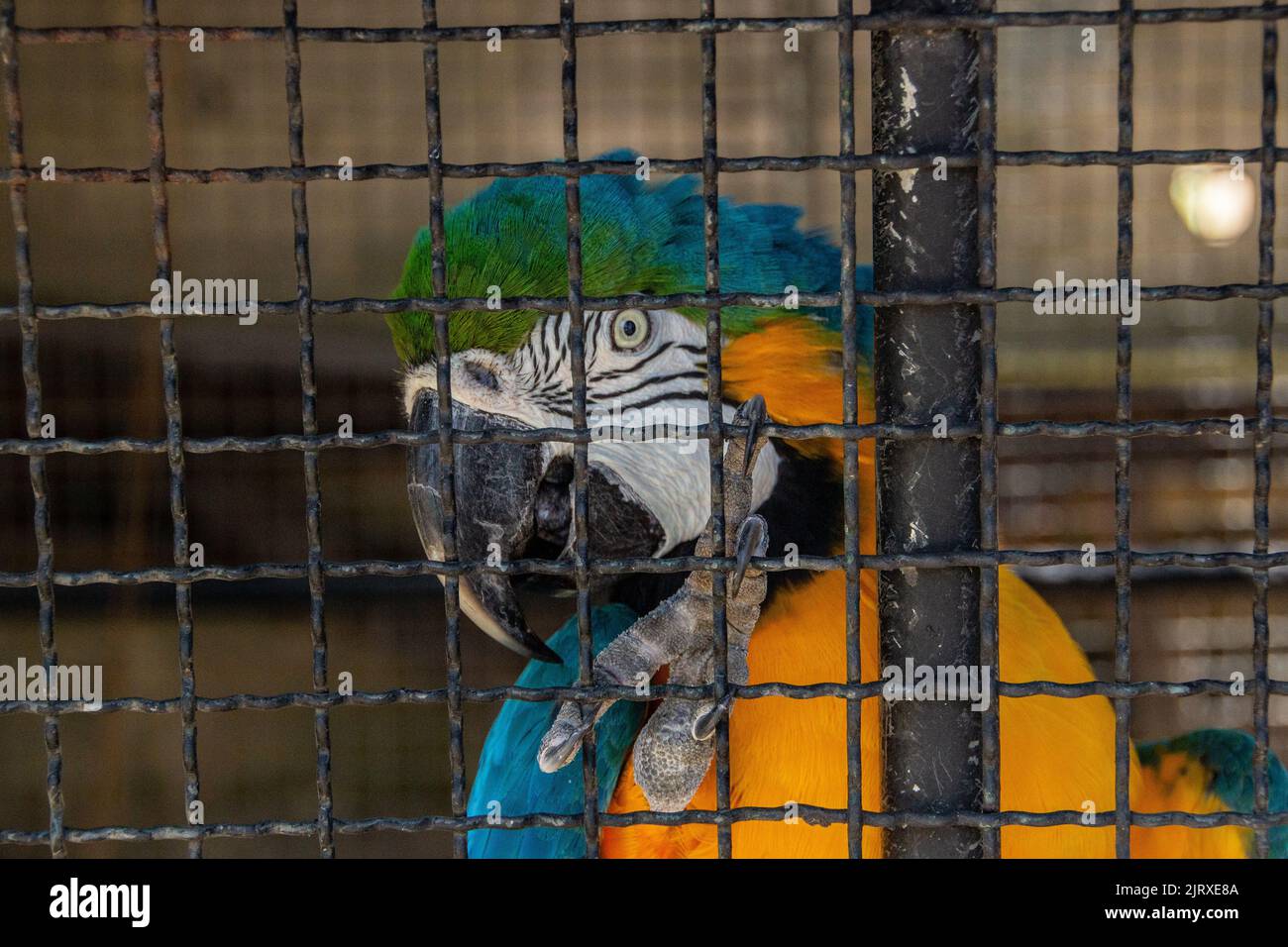 Blue Macaw trapped in a cage in Rio de Janeiro Brazil Stock Photo - Alamy