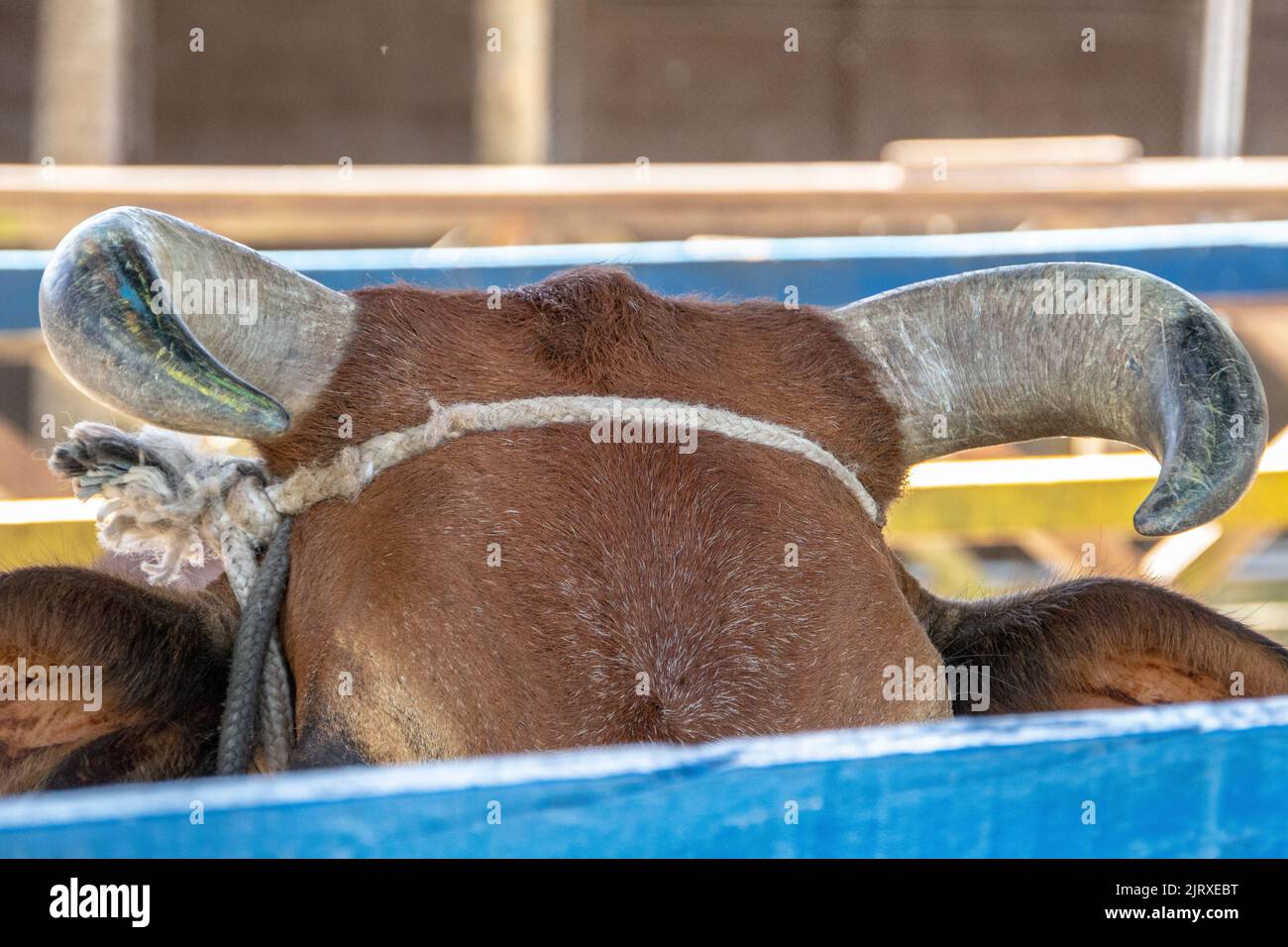 Horned cow inside a corral in Rio de Janeiro Brazil Stock Photo - Alamy