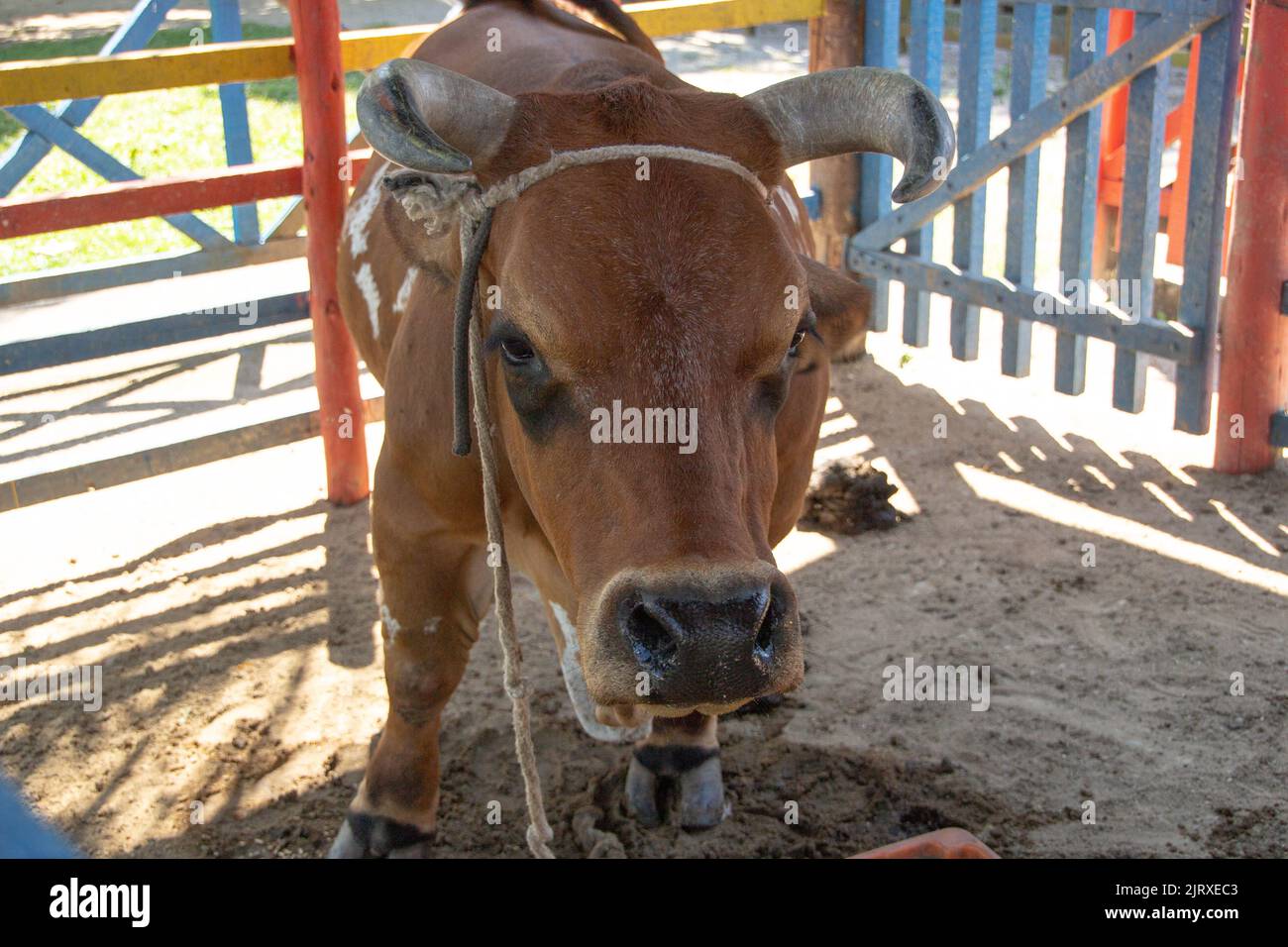 Vaca de corral hi-res stock photography and images - Alamy