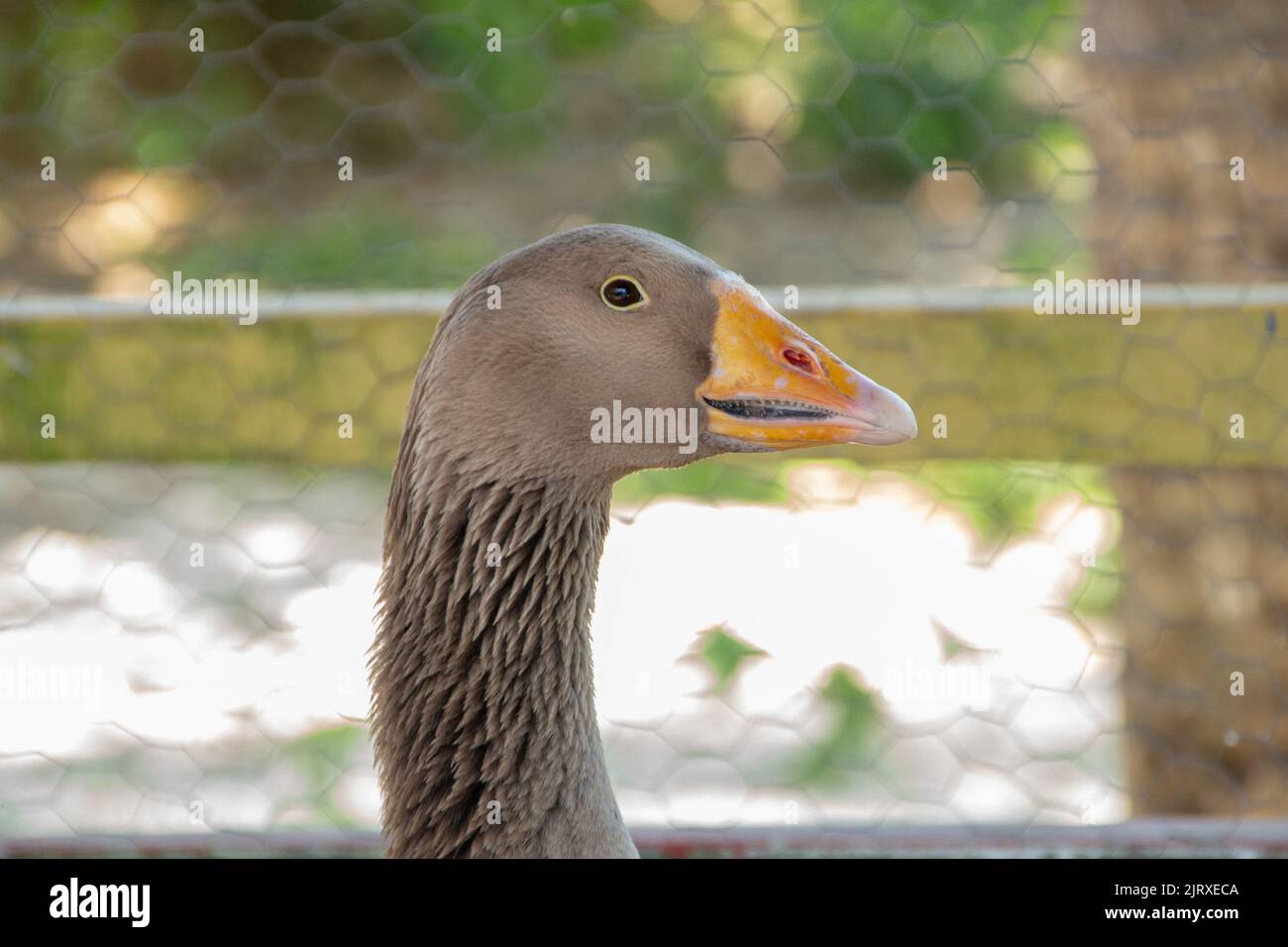 Ganso de color hi-res stock photography and images - Alamy