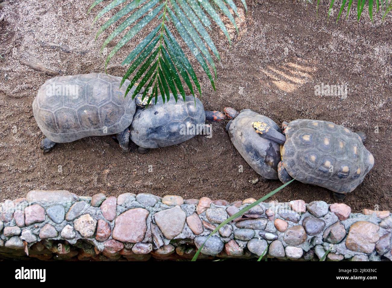 Yellow-Footed Tortoise and Red-footed Tortoise species very common in ...