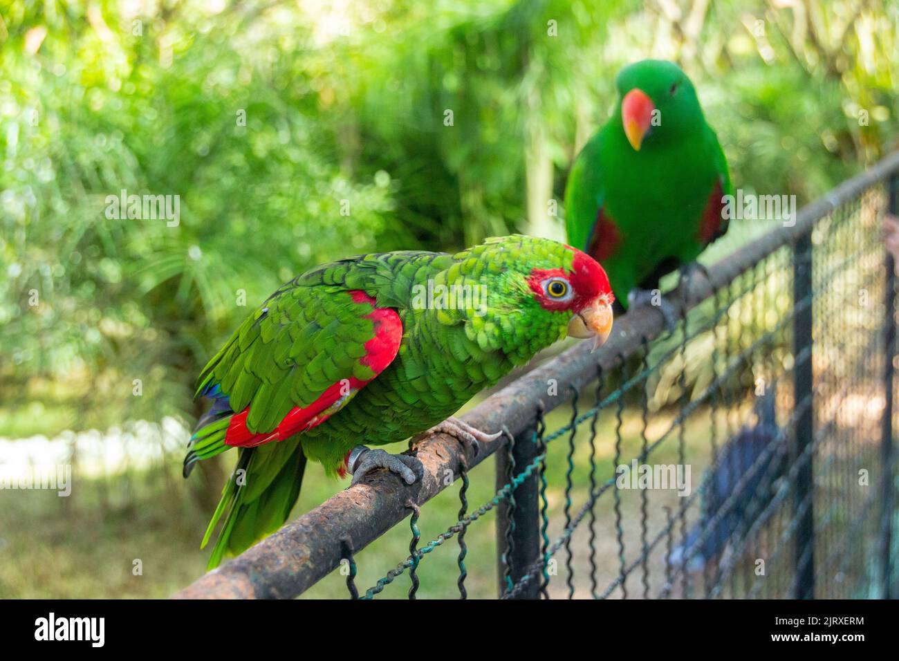 Blue bird known red hi-res stock photography and images - Alamy