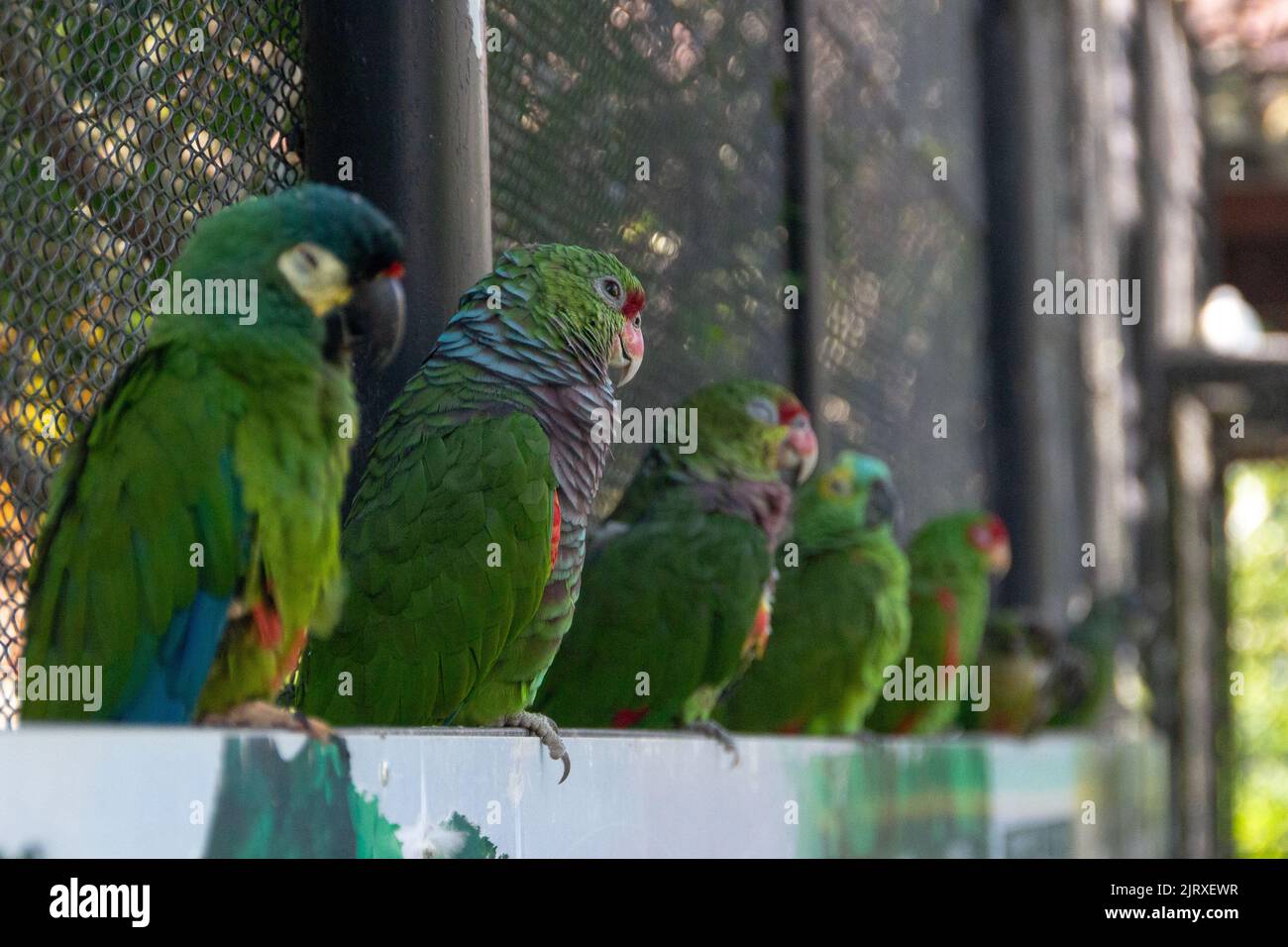Papagaio roxo hi-res stock photography and images - Alamy