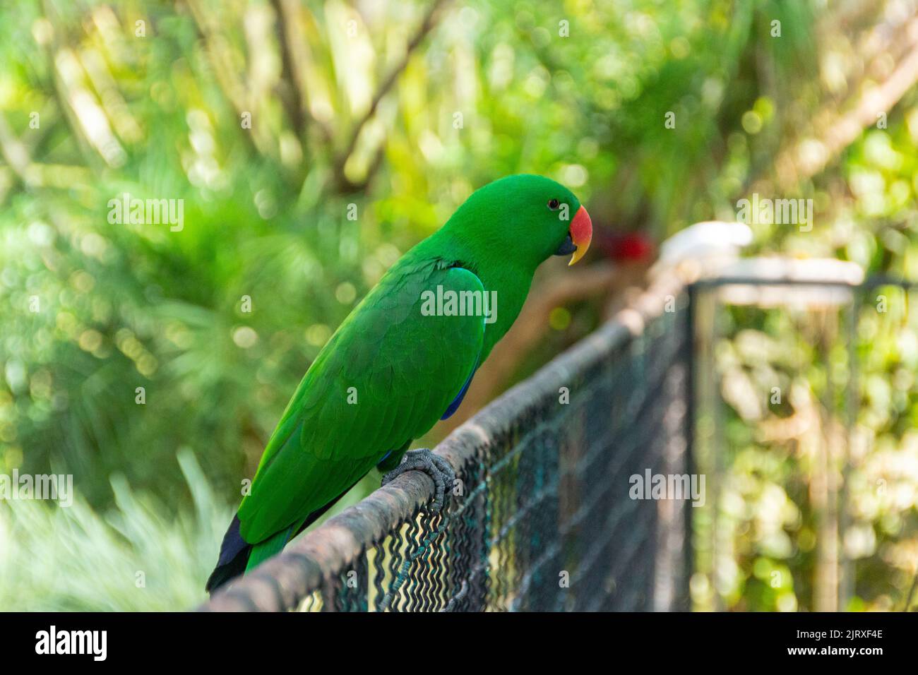 bird known as Rose-ringed Parakeet Brazil Stock Photo - Alamy