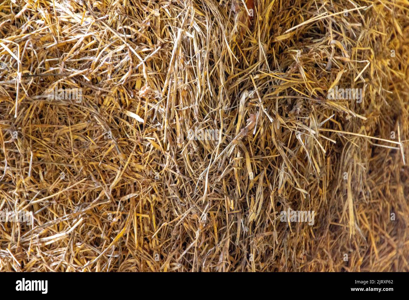 golden hay texture for background in Brazil Stock Photo - Alamy
