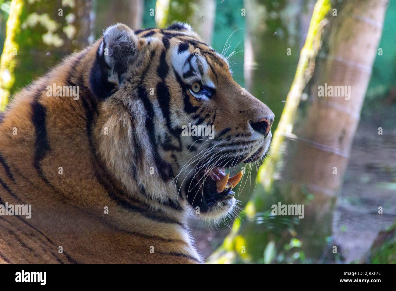 Brazil forest animal hi-res stock photography and images - Alamy