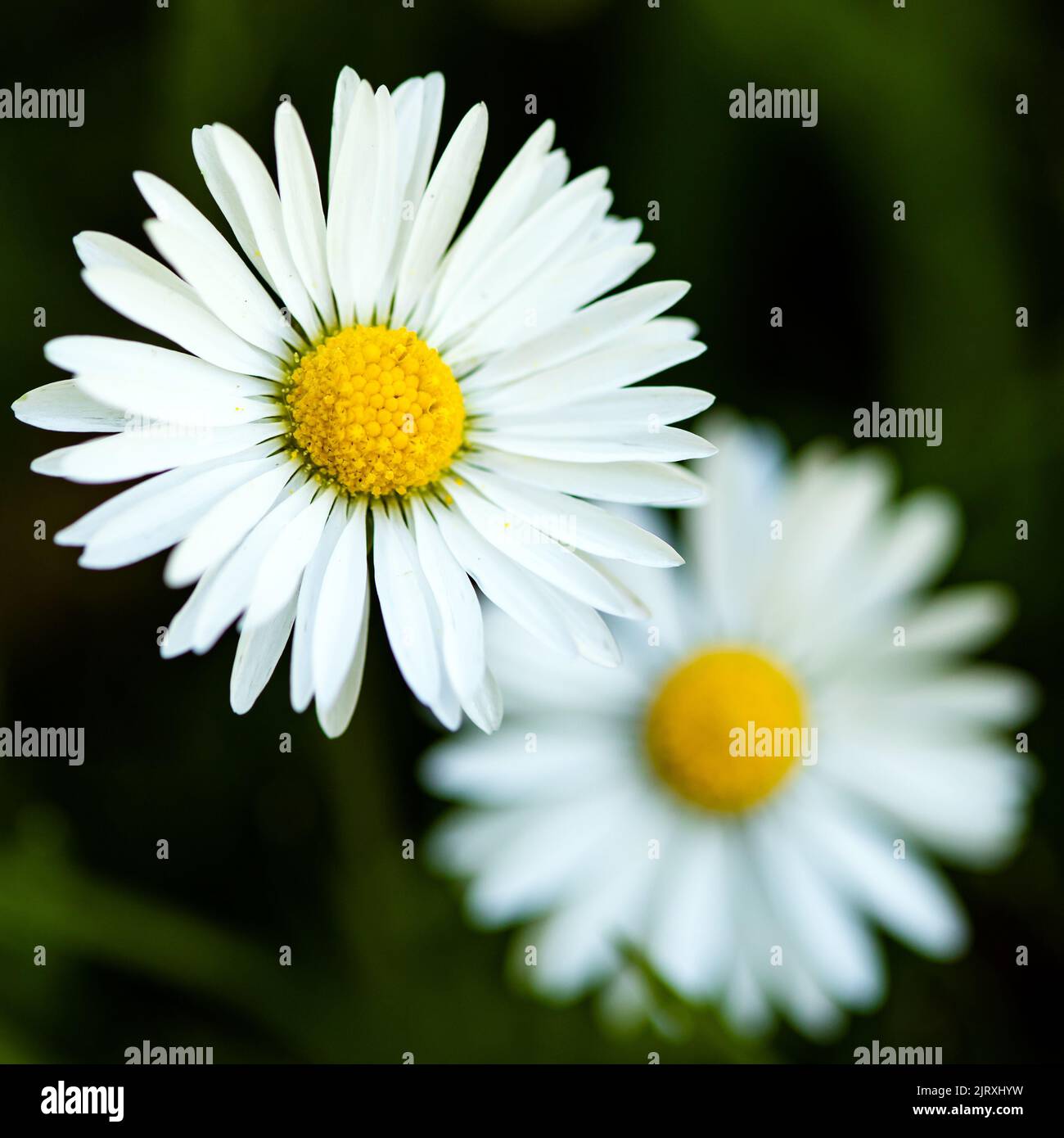 Two daisies hi-res stock photography and images - Alamy