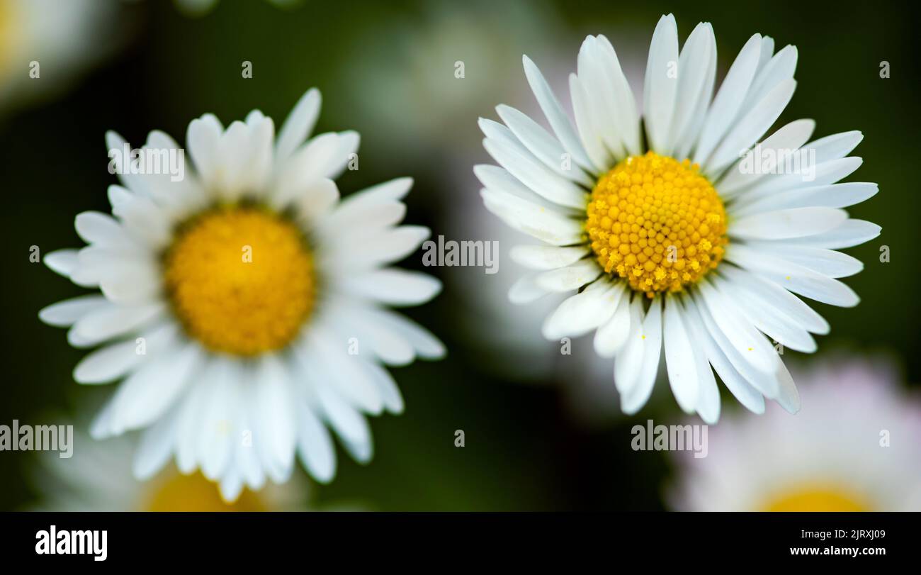 Two daisies hi-res stock photography and images - Alamy