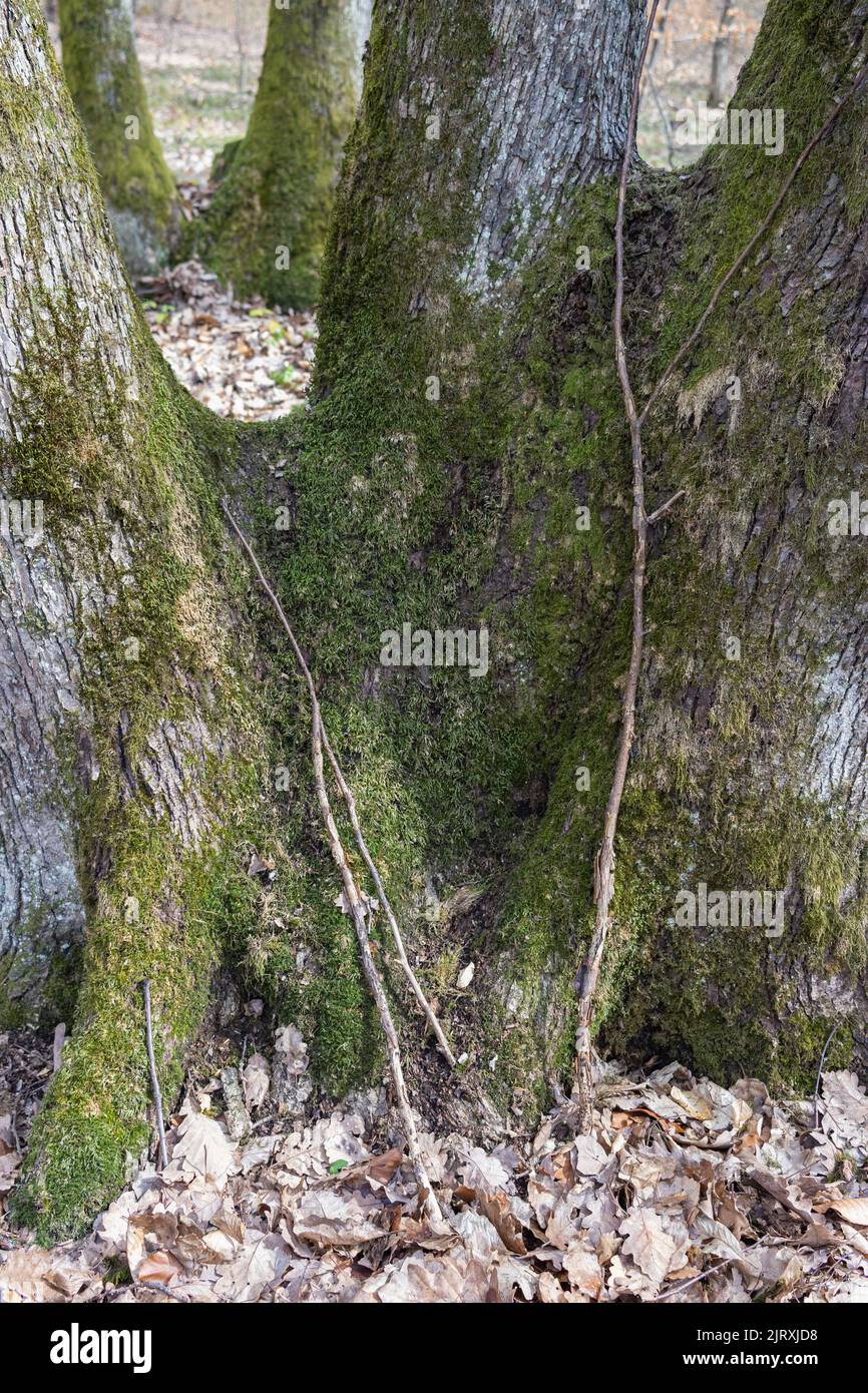 Mossy sprawling tree trunk deep in mountain forest. Natural background ...