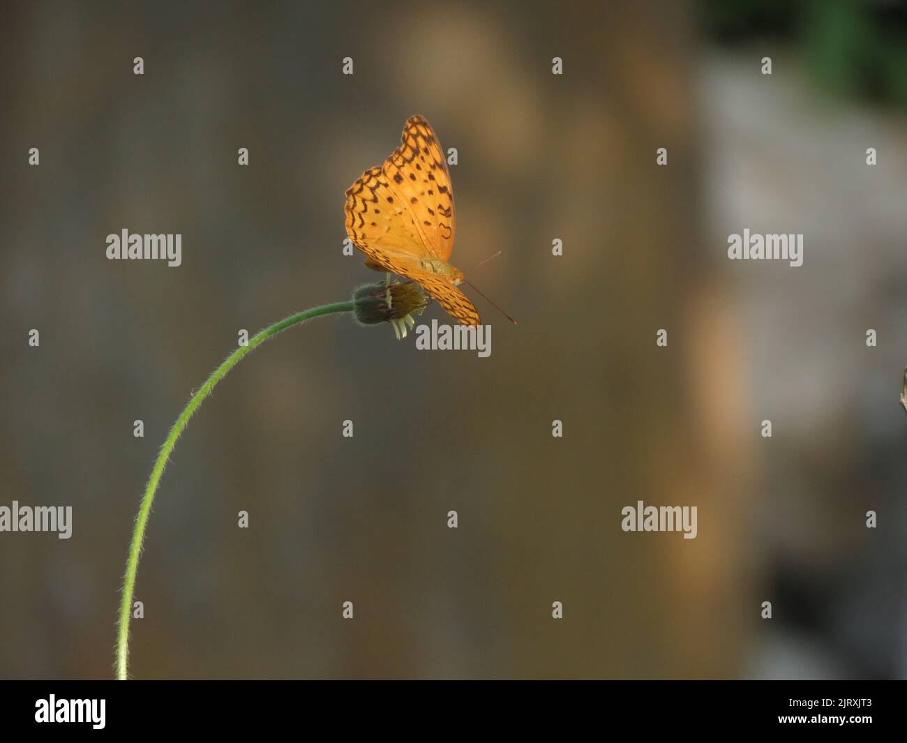 Phalanta phalantha phalantha hi-res stock photography and images - Alamy