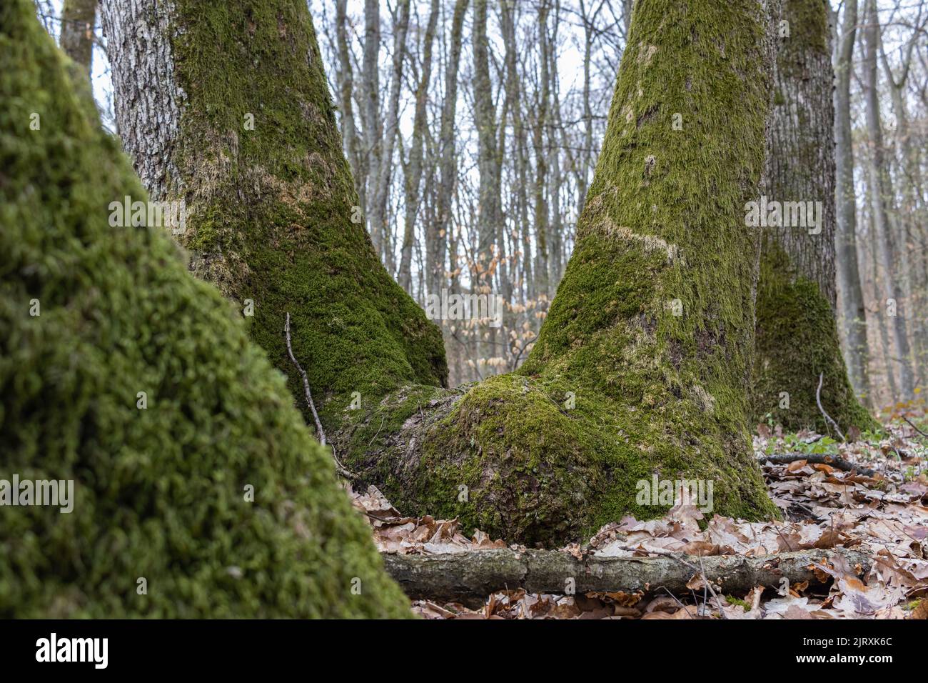 Sprawling texture hi-res stock photography and images - Alamy