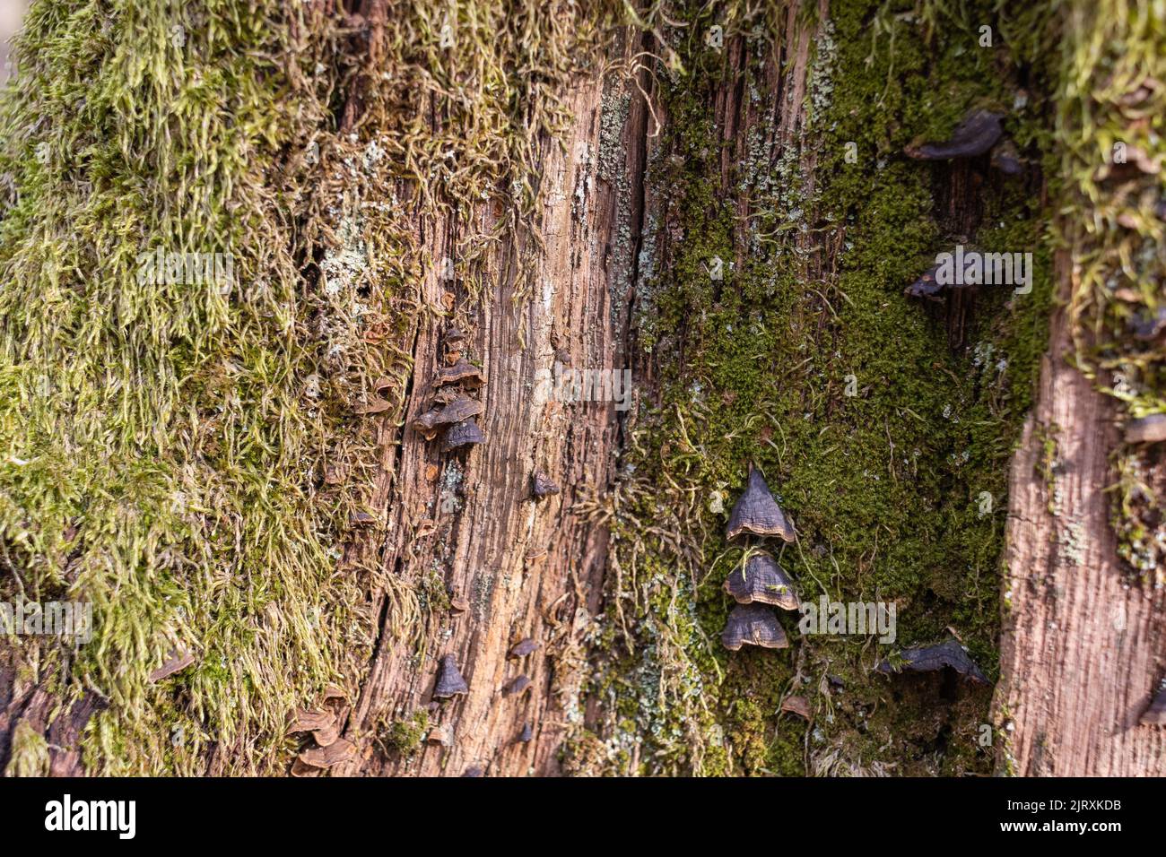 Closeup of a mossy tree stump in a forest. Backgrounds. Texture of ...