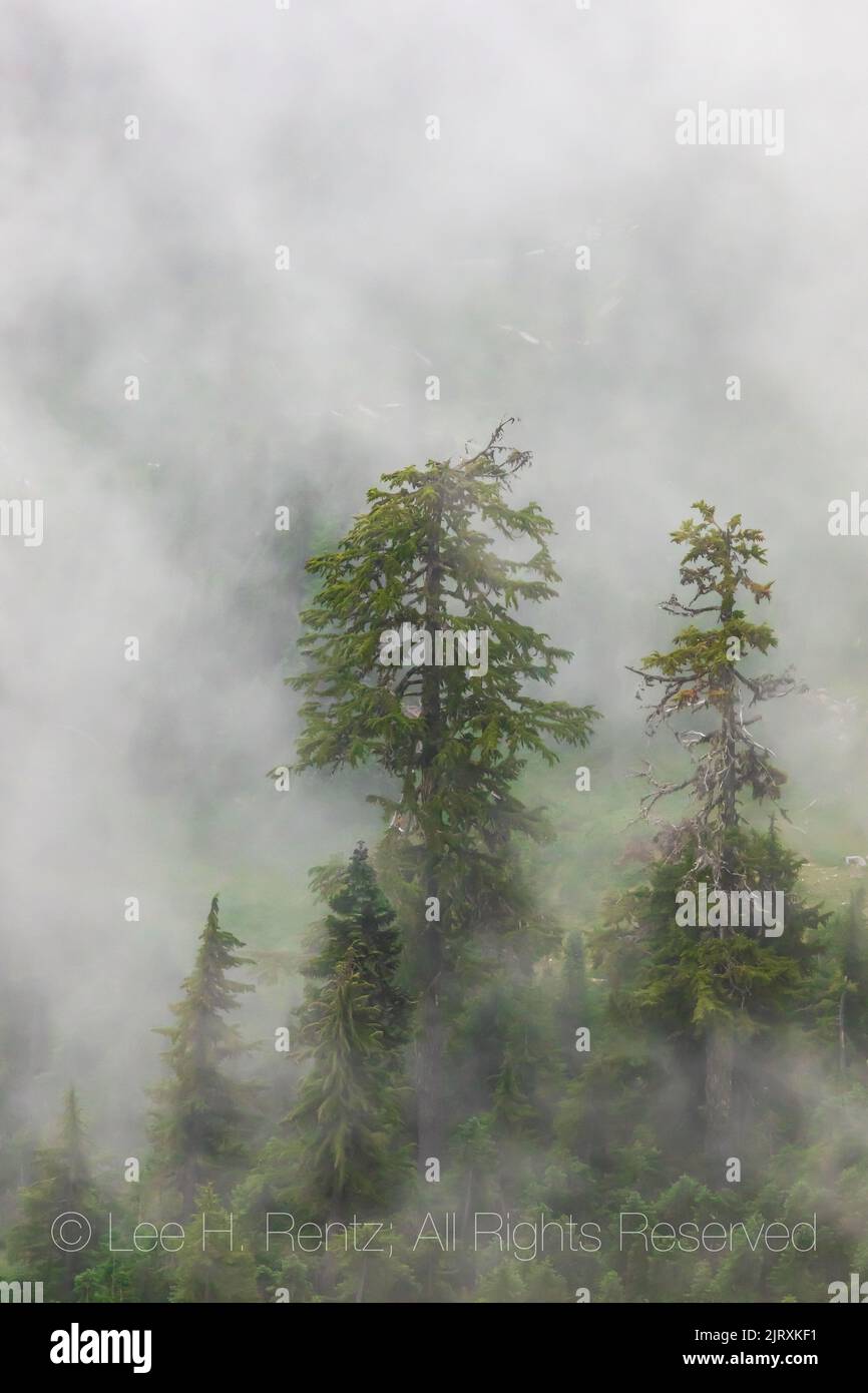 Hemlock trees hi-res stock photography and images - Alamy